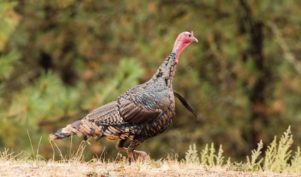 Home - EcoWild Expo | Mobile, AL